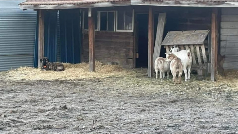 Un chien s’échappe de son refuge après un soin vétérinaire et choisit ... Un chien s’échappe de son refuge après un soin vétérinaire et choisit ...