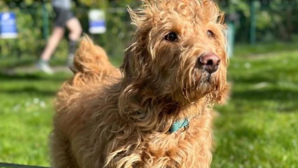 Face à une obstruction d’estomac, la famille d'un chien de thérapie se ...