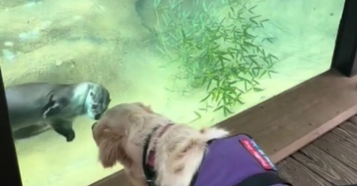 Fasciné et intrigué, un Golden Retriever, chien de thérapie au sein d ...