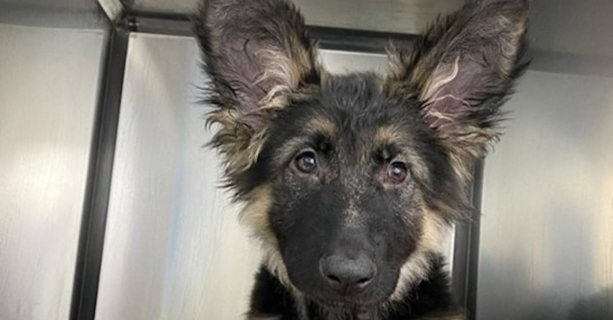 Atteint d’une maladie du cœur, ce chiot de 4 mois recommence à vivre ...