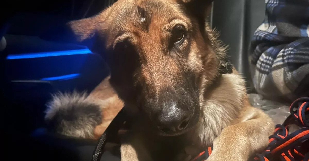 Après une dizaine de jours de recherches et de nombreux kilomètres ...