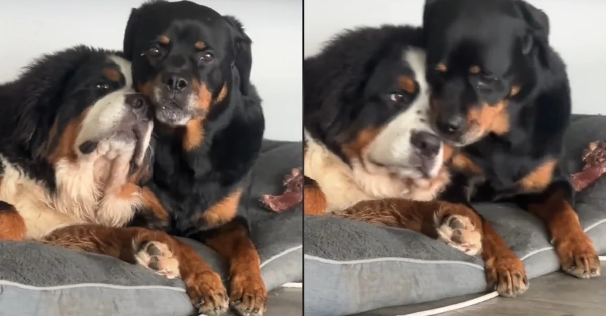 Ce chiot Bouvier Bernois plein d’admiration adore se blottir tendrement ...