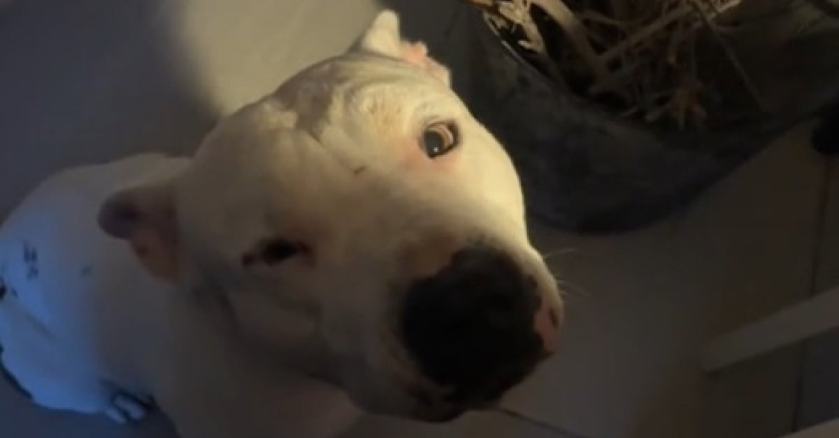 Partie en Espagne avec sa chienne malade, cette femme rencontre un chien qu’elle tente de sauver ...