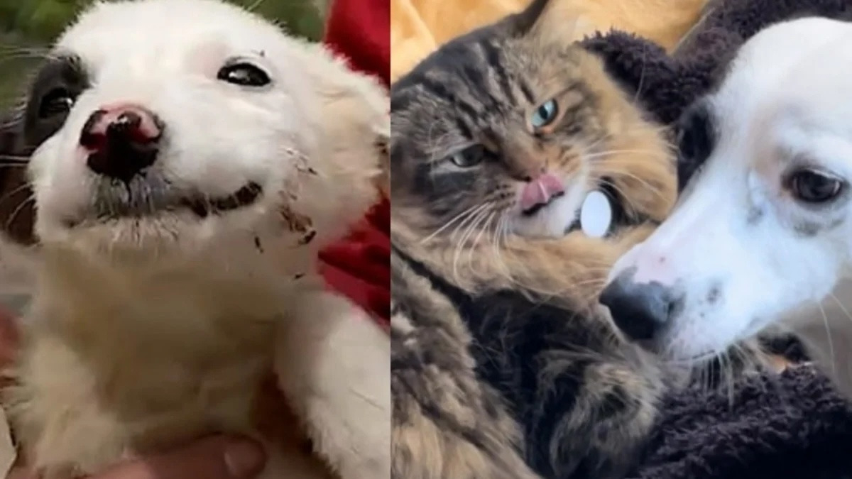 Cette petite chienne au train arrière paralysé profite de sa seconde ...