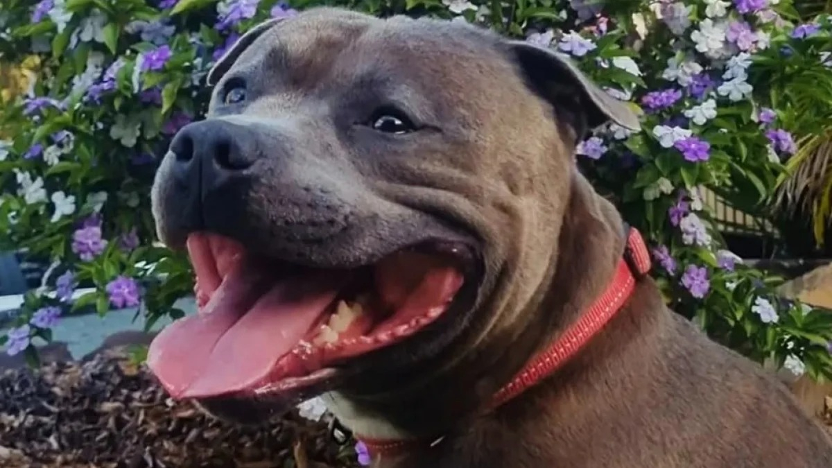 Ce Staffie mérite l’Award du meilleur comédien pour avoir simulé une ...