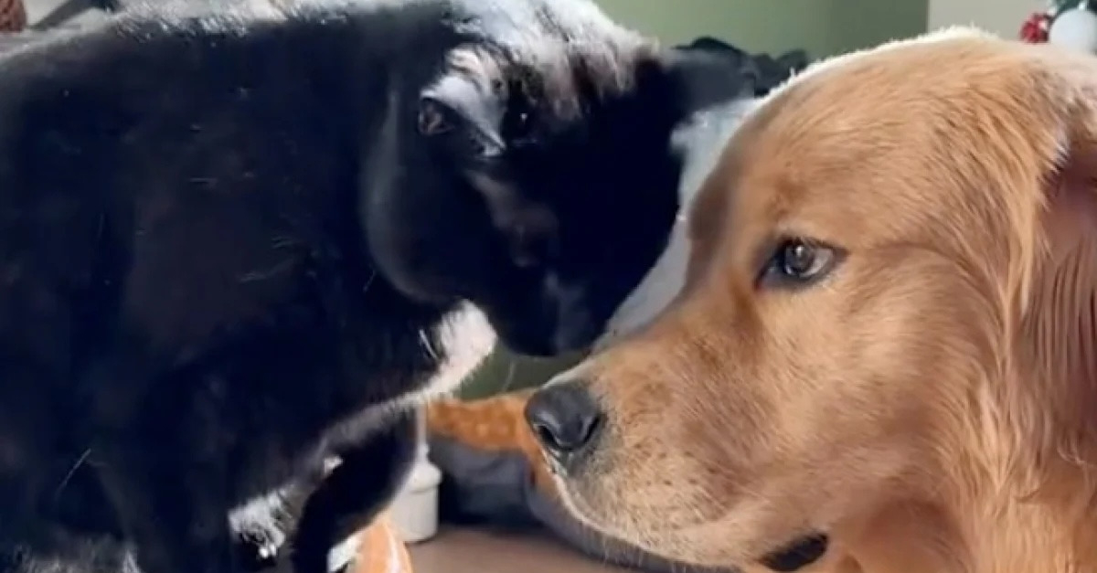 Un chat et un chien témoignent de leur amitié dans une scène ...