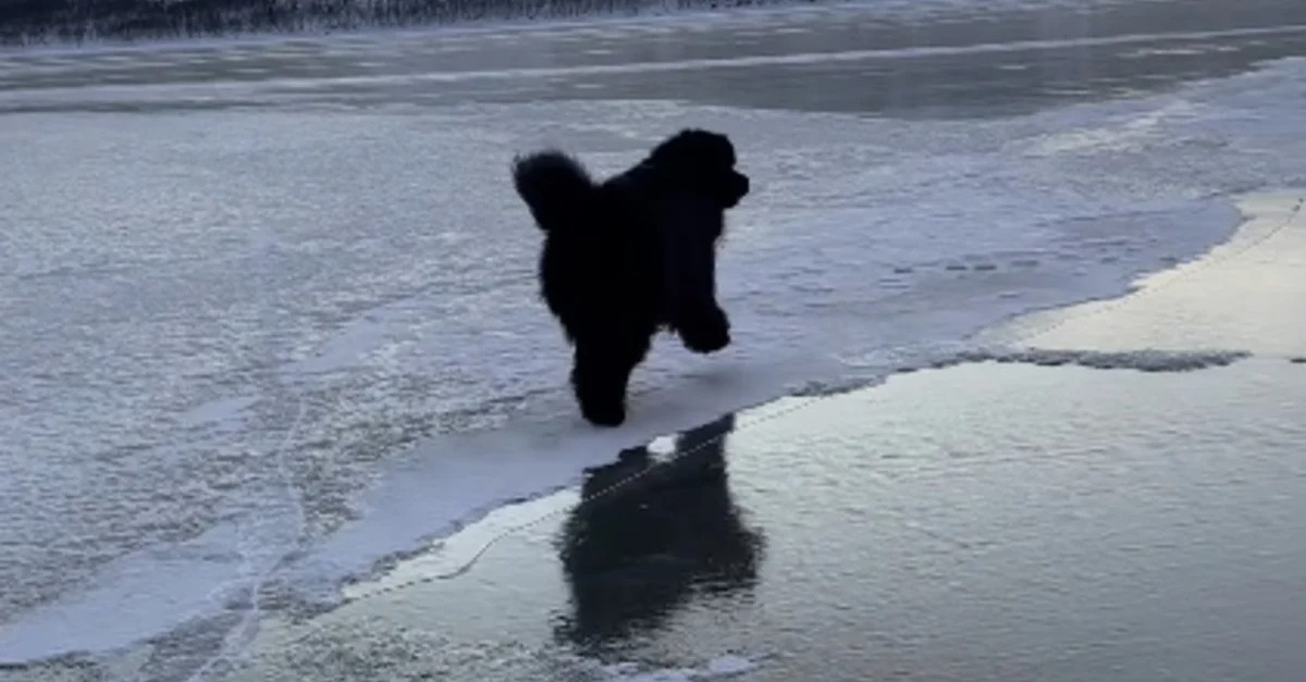 Ce Terre-Neuve est prêt à tout pour sauver son maître qu’il pense en ...
