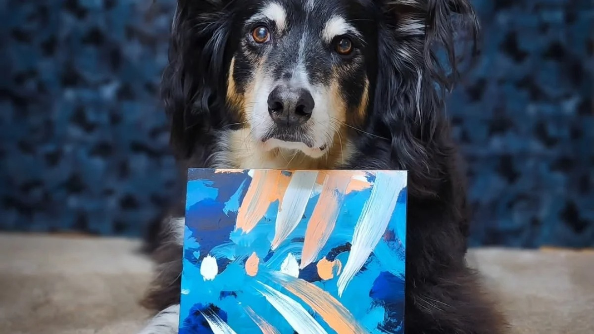 Artiste peintre autodidacte, ce Berger Australien possède un talent ...