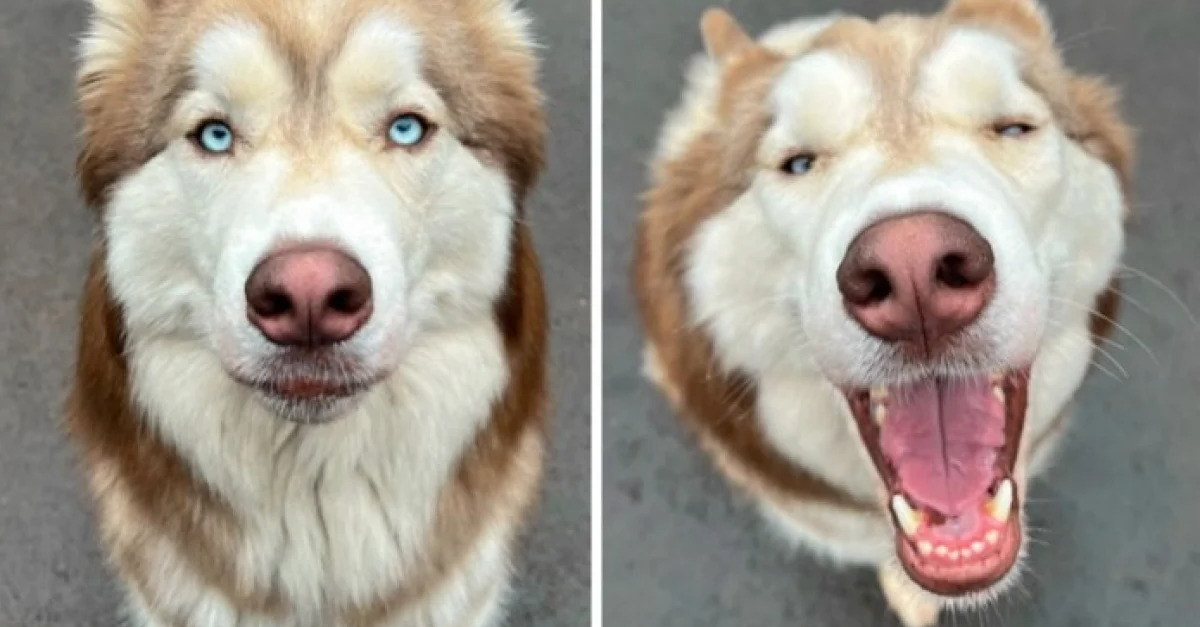12 clichés de chiens issus d’une même famille montrant un « avant-après ...