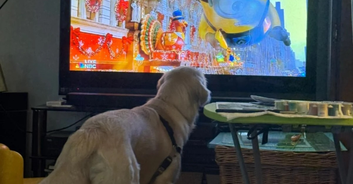 Ce Golden Retriever expérimente une nouvelle technique comportementale ...