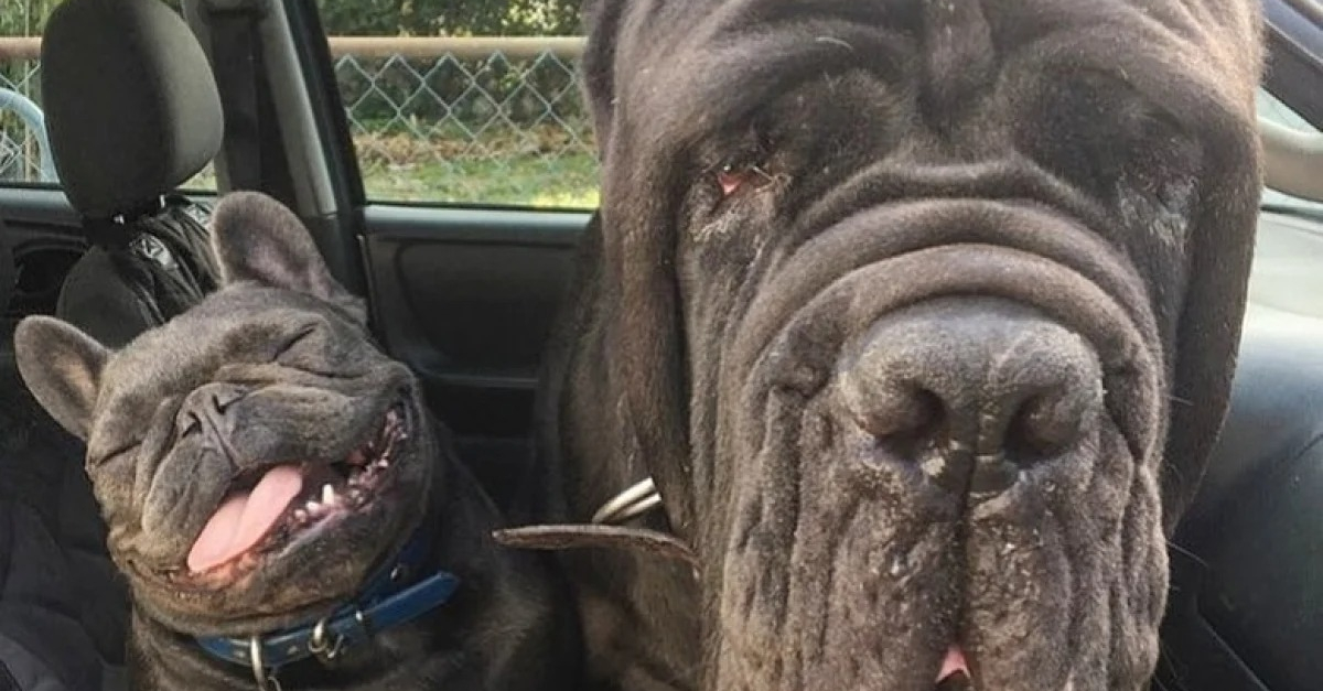 20 photos de chiens qui prouvent que nos toutous ont un don inné pour ...