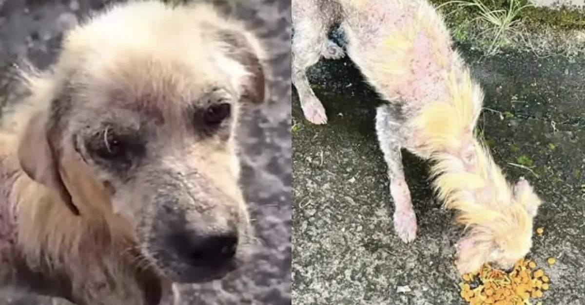 La métamorphose d’un chien errant surprend les bénévoles d’une ...