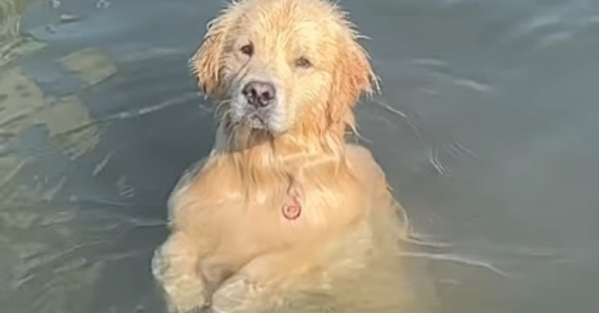 Ce Golden Retriever impressionne ses humains par ses talents de pêcheur ...