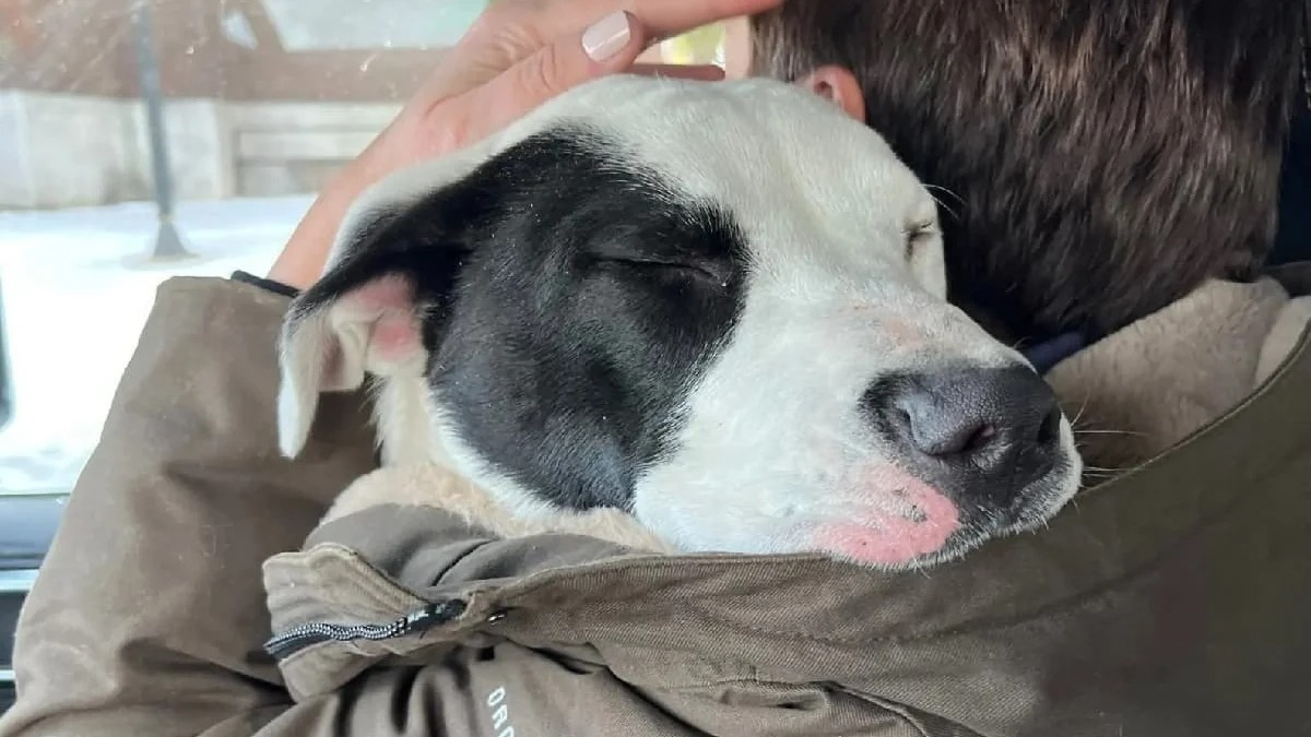 Un chien errant découvert seul et transi de froid se sent enfin en sécurité dans les bras de sa ...