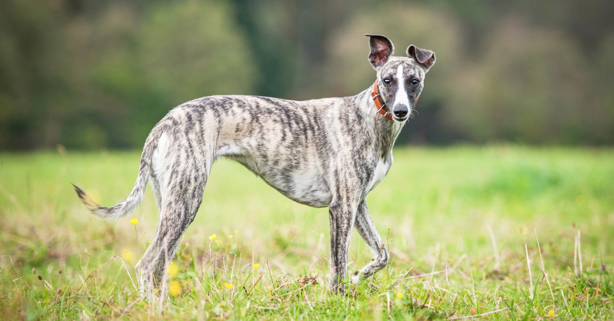 Whippet : histoire, caractéristiques, éducation et coût