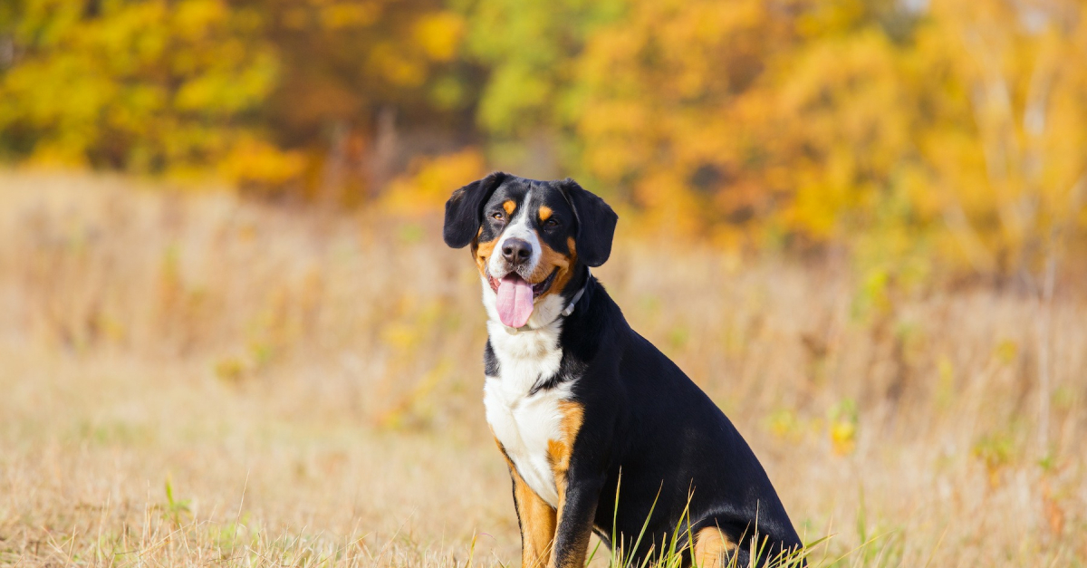 Bouvier de l'Entlebuch : histoire, caractéristiques, éducation et coût