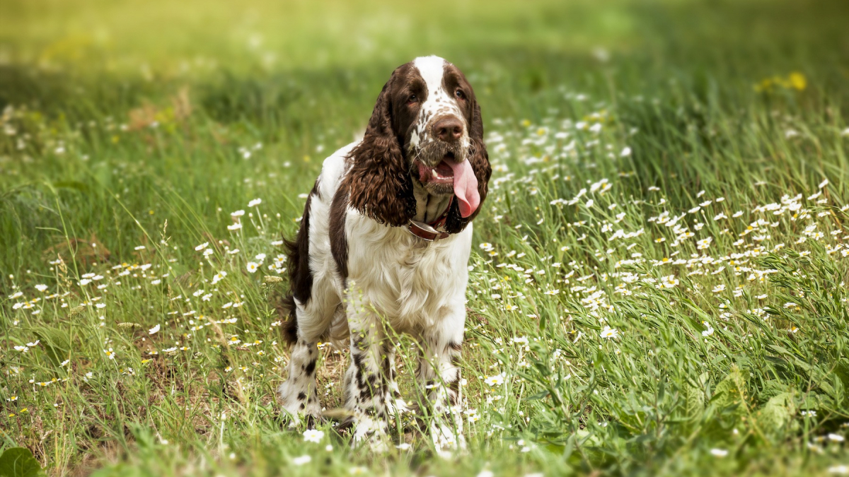 Quels Sont Les Avantages D’Un Springer Anglais – NQFLWV