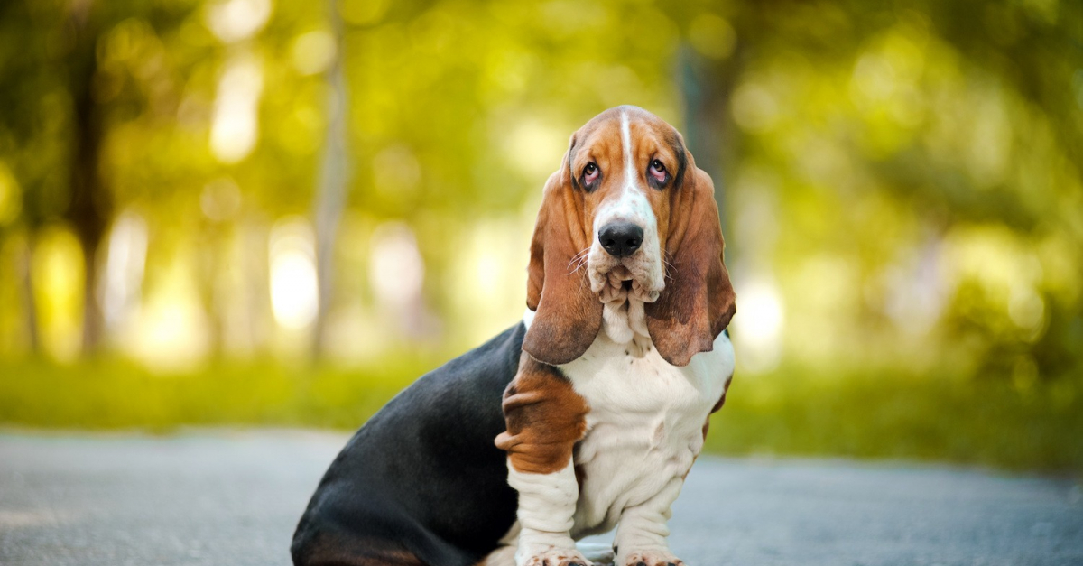 Basset Hound : histoire, caractéristiques, éducation et coût