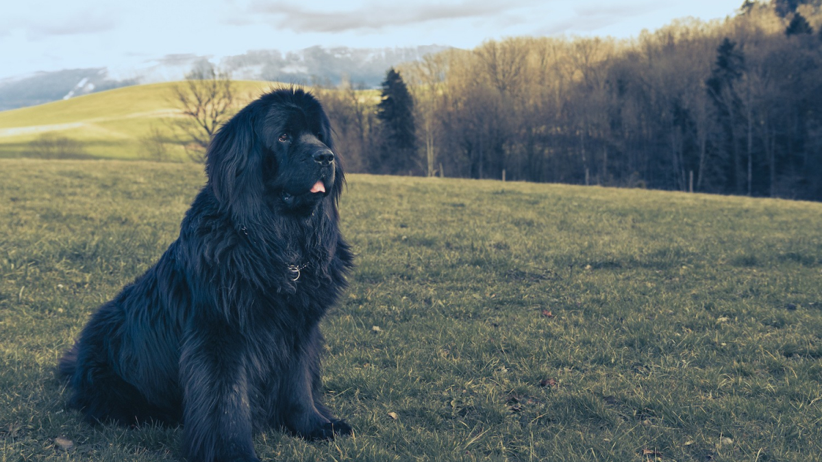Terre-Neuve : histoire, caractéristiques, éducation et coût