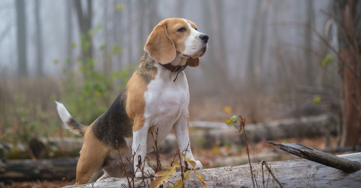 Beagle : histoire, caractéristiques, éducation et coût