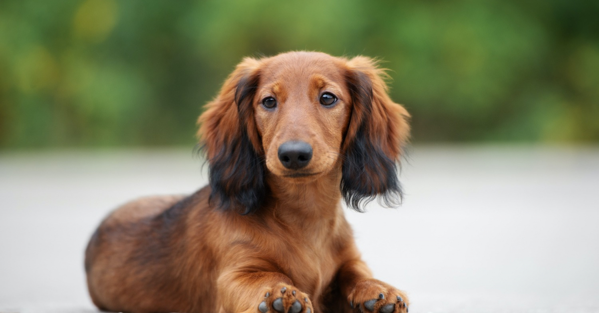 Teckel : histoire, caractéristiques, éducation et coût