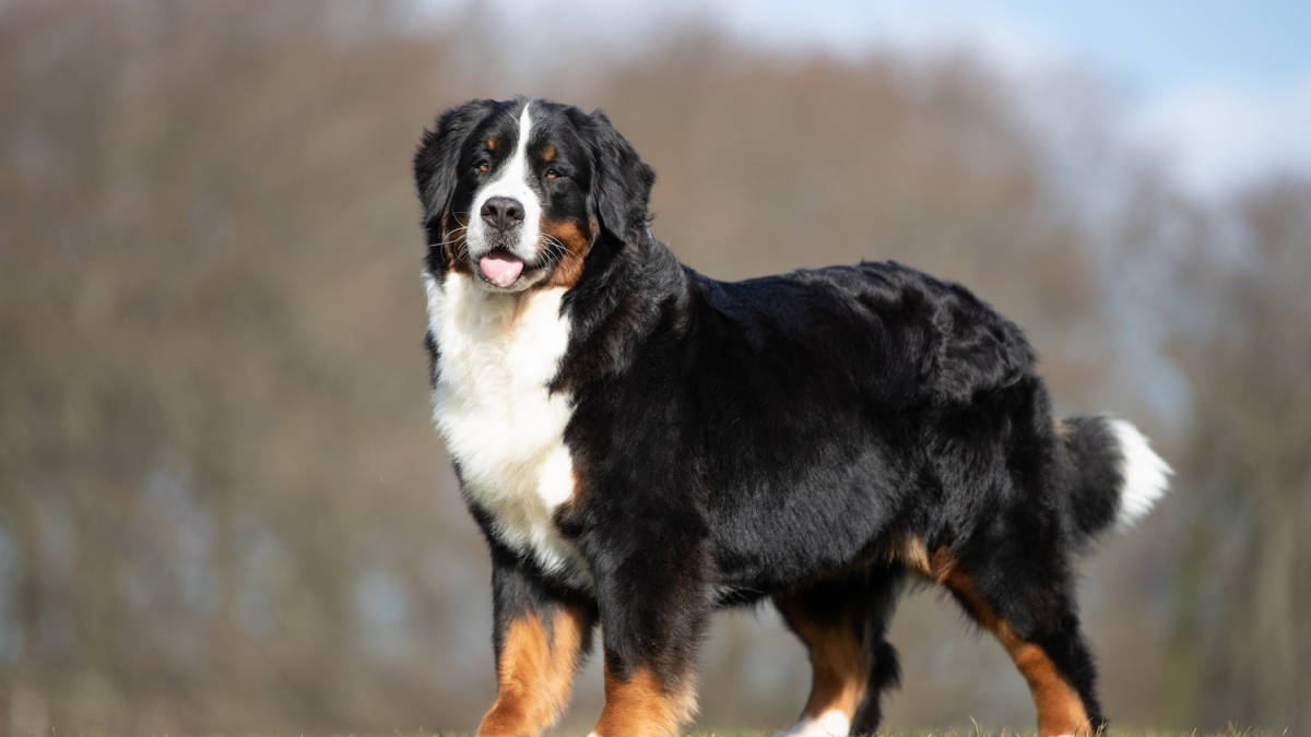 Bouvier Bernois : histoire, caractéristiques, éducation et coût